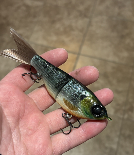 Custom Painted 5 Inch Shad Glide Bait Finesse-ddsfishing | eBay