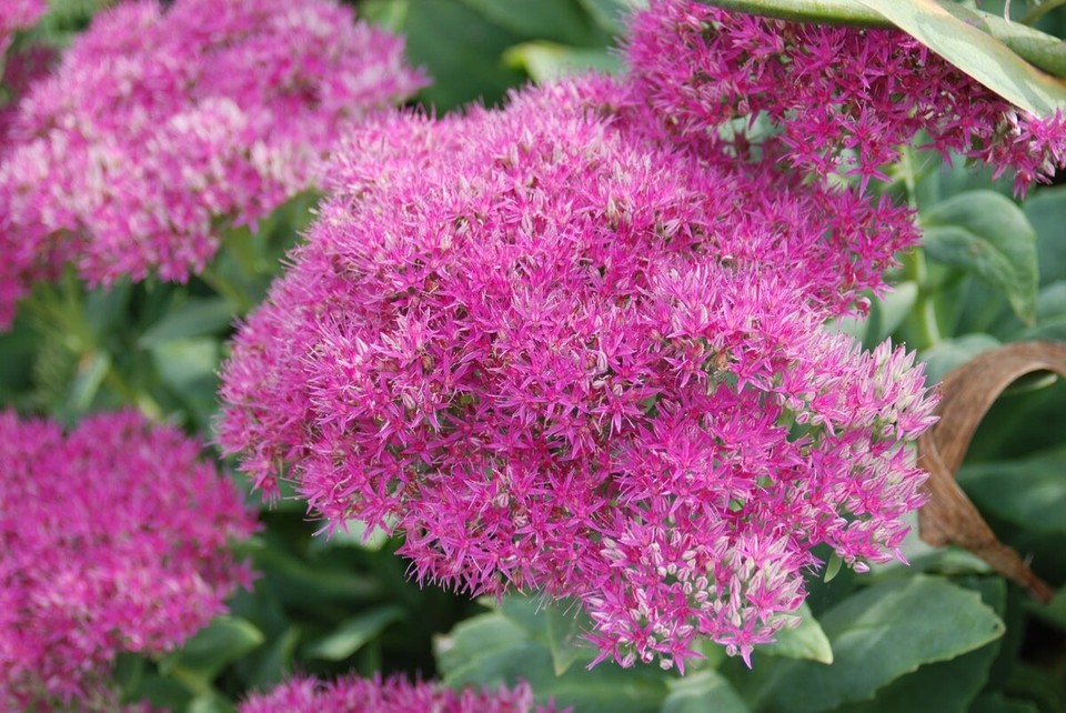 Sedum ‘Neon’ -Stonecrop- Live Starter Plant- FREE SHIPPING!!! | eBay