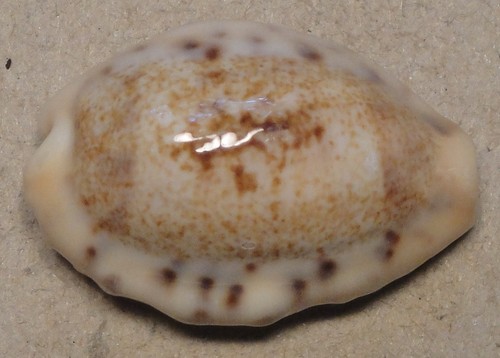 Cypraea Caurica Corossa 35mm Trincomalee,Ceylon(Sri Lanka) | eBay