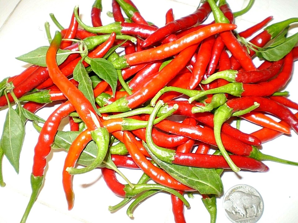 more #2 ASSORTED CHILI PEPPER SEEDS 25 varieties you choose hot mild ...