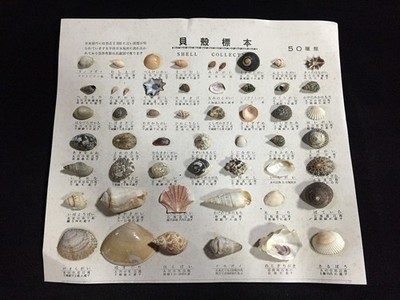 C1247 Japanese Collection of Shellfish Specimens Vintage 50 Types ...
