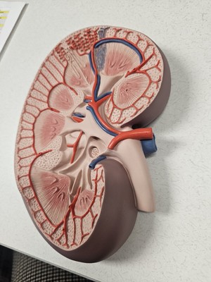 3B Scientific Basic Kidney Section Model, 3 times Full-Size Anatomical ...