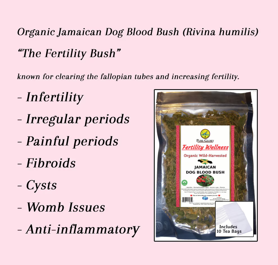 Organic Jamaican Dog Blood bush(w/ tea bags)Fertility bush | Pregnancy ...