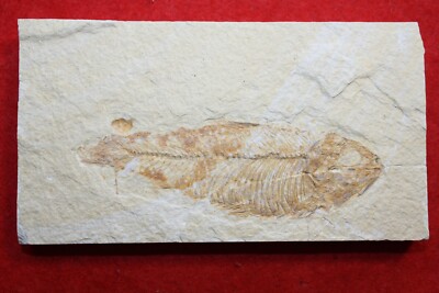 Eocene Green River Shale fish fossil on matrix - Knightia alta #29 ...