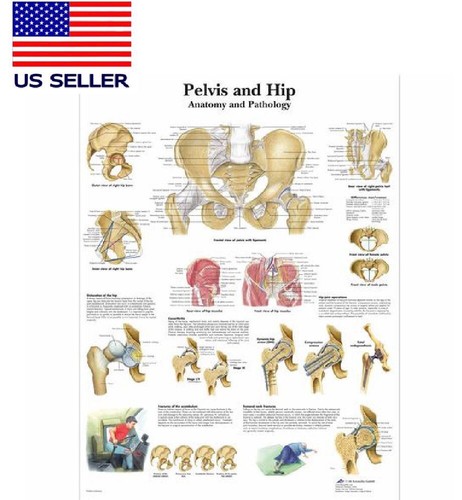 Pelvis And Hip Anatomy Poster/ Cardiology/ Reference Chart/ 16”x24 ...