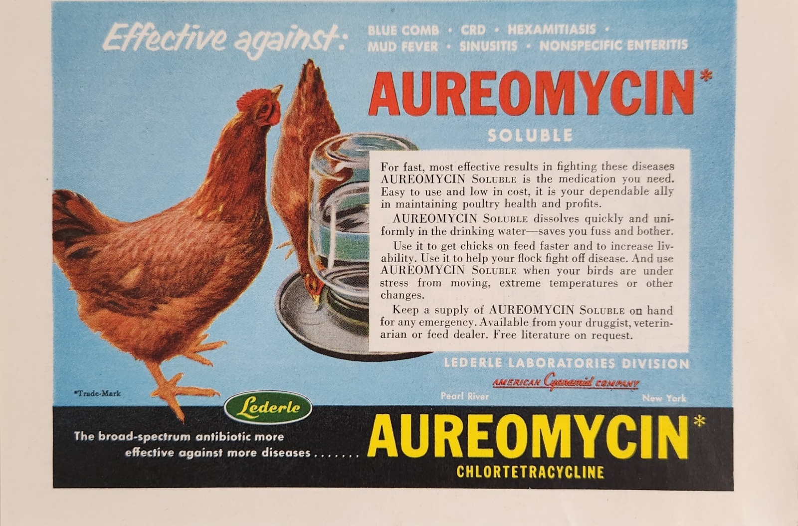 1955 Print Ad Aureomycin Soluble Fights Disease Chickens Lederle Pearl ...