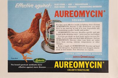 1955 Print Ad Aureomycin Soluble Fights Disease Chickens Lederle Pearl ...