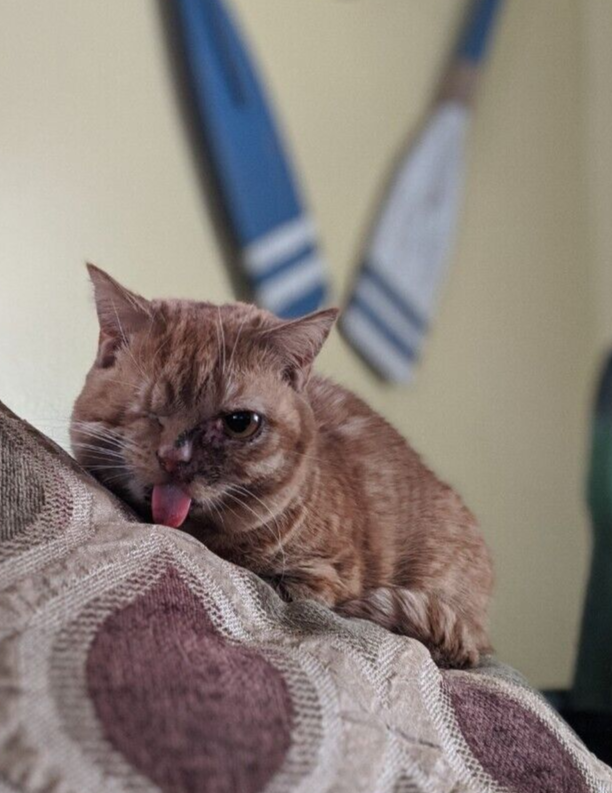 4x6 Frame Photo Cat Xray Print Oddities Unusual Decor Abdomen Bones ...