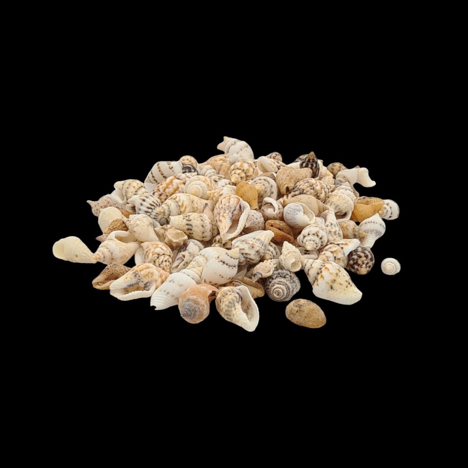 Craft Shells Natural Beach Mixed Seashells Indian Table Wedding ...