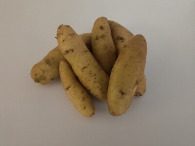 Austrian Crescent -2 lbs pounds- Certified Whole Seed Potatoes for ...