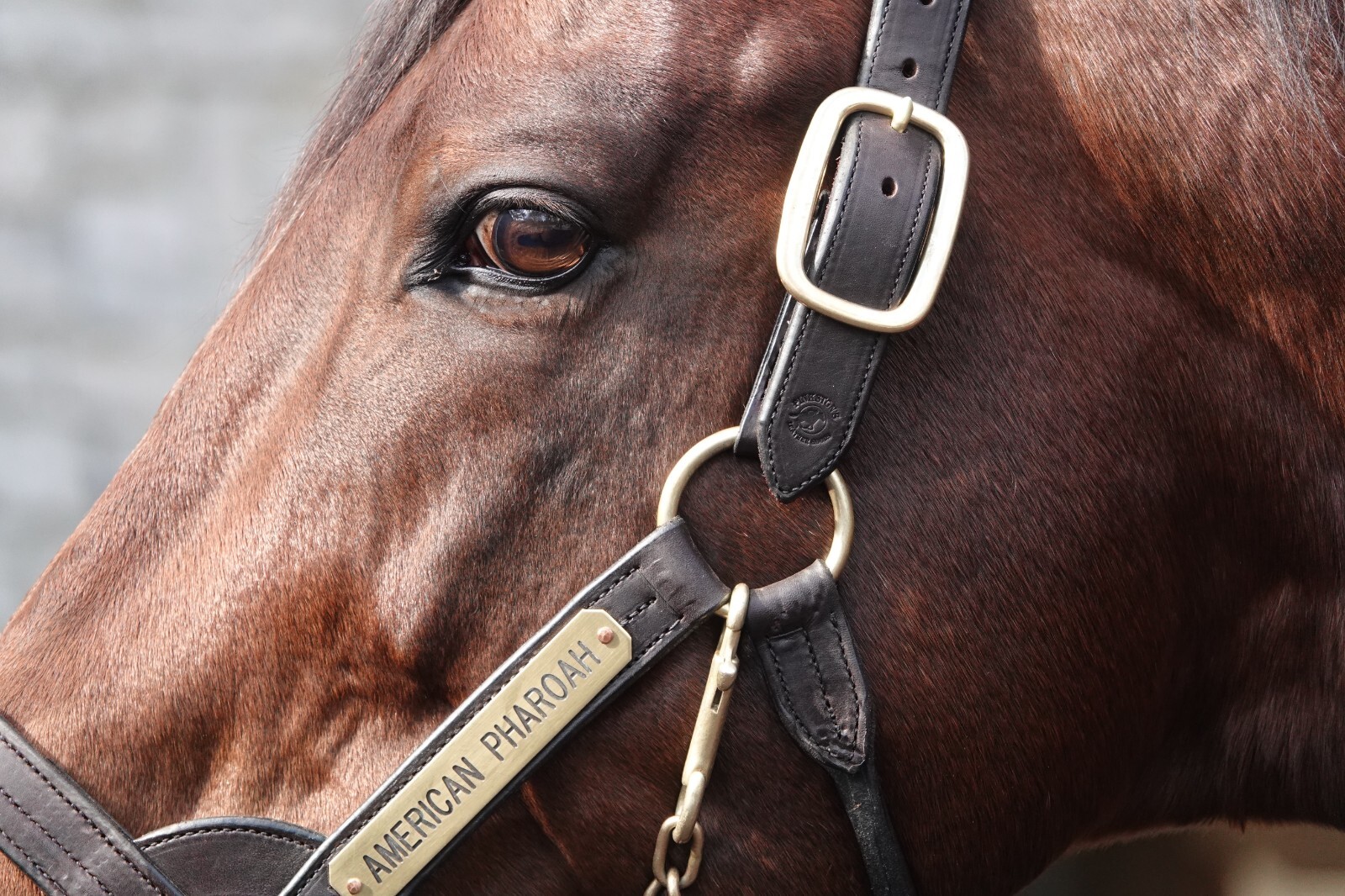 Color Photo of AMERICAN PHAROAH at Coolmore November 2022 #5 | eBay