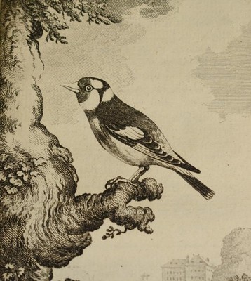 Le Comte De Buffon 38 Natural History BIRDS 1779 With 13 COPPER PLATES ...