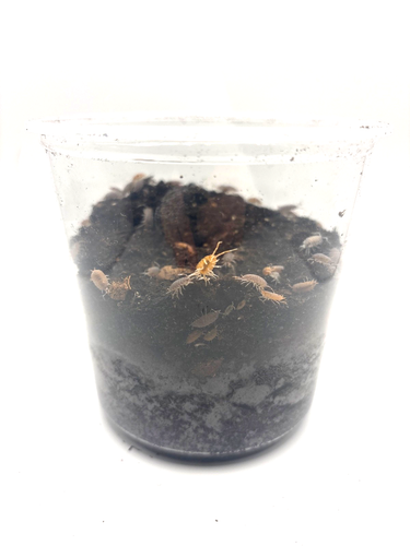 25+ Powder Blue/Orange Isopods & Springtail Culture - Bioactive Cleanup ...