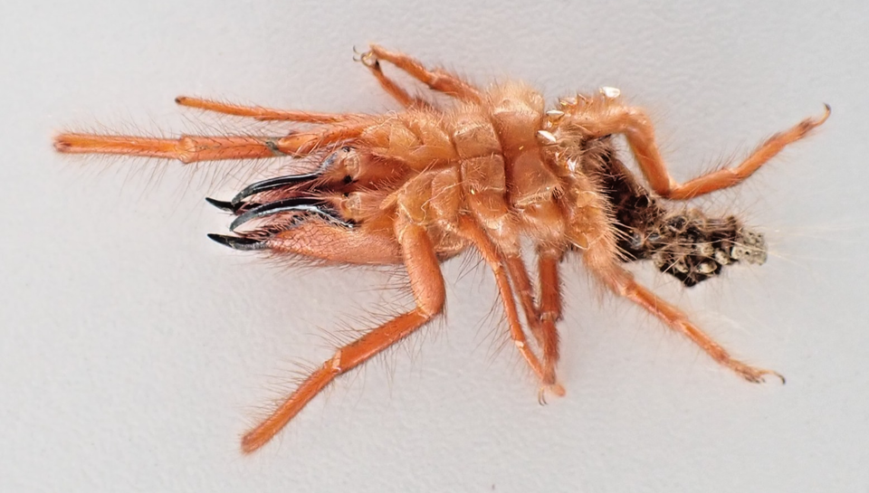 D98679. Insects, Solifugae sp. Vietnam South | eBay