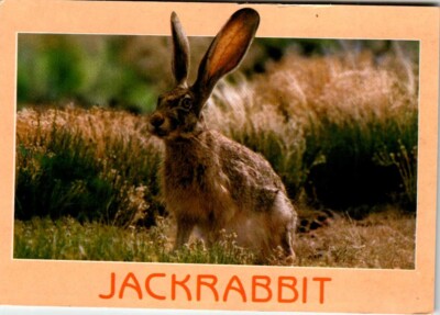 Chrome Continental Postcard Desert Jackrabbit UNP | eBay