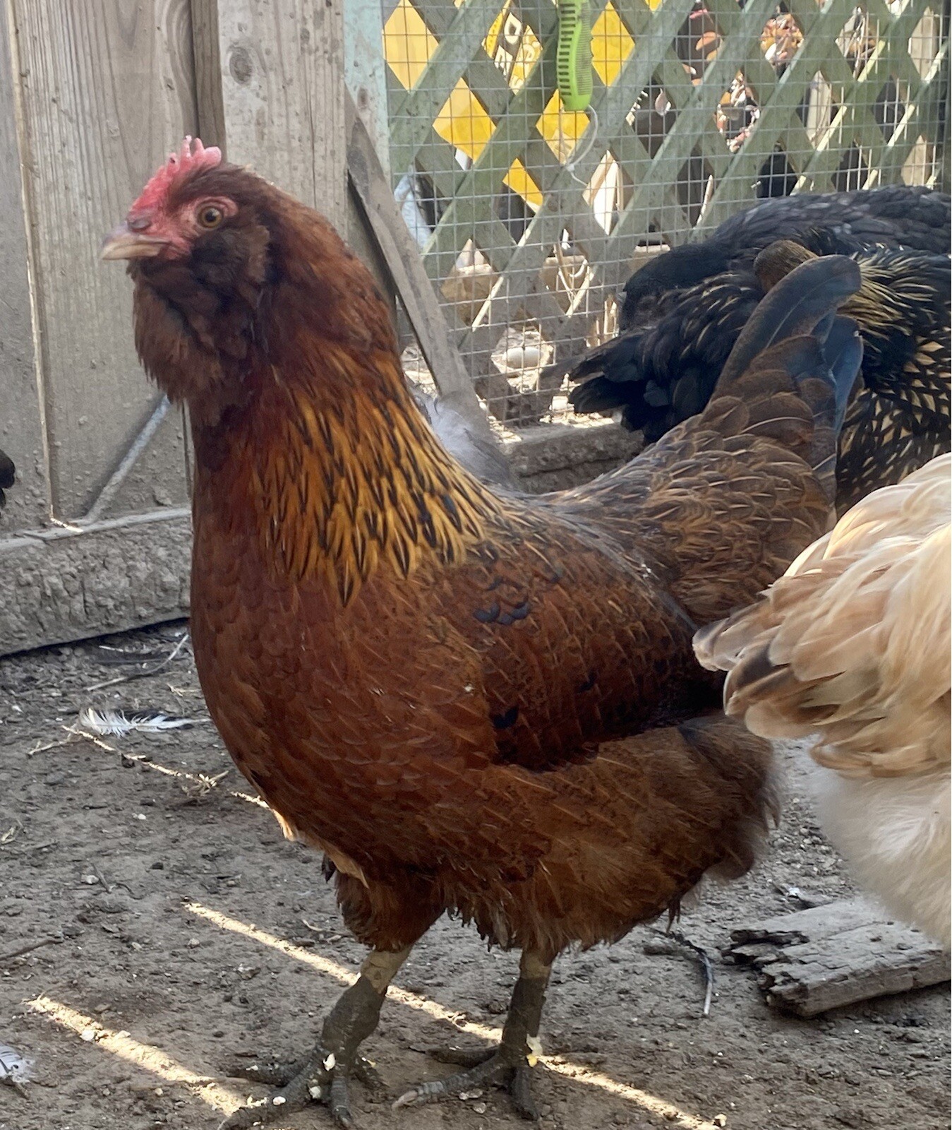 6+ Ameraucana & Easter Egger CHICKEN Hatching EGGS | eBay