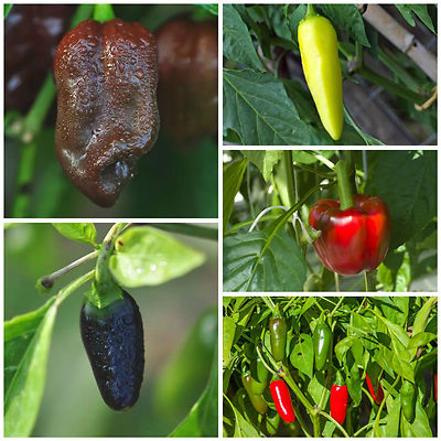 Angebot 5 verschiedene Chilisorten Chilisamen milde Sorten Chili Samen ...