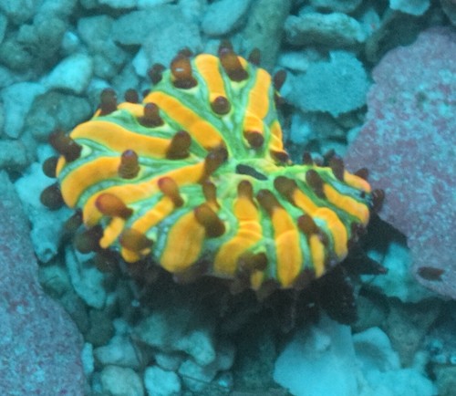 Live coral Frag Colony Wysiwyg baby plate coral | eBay