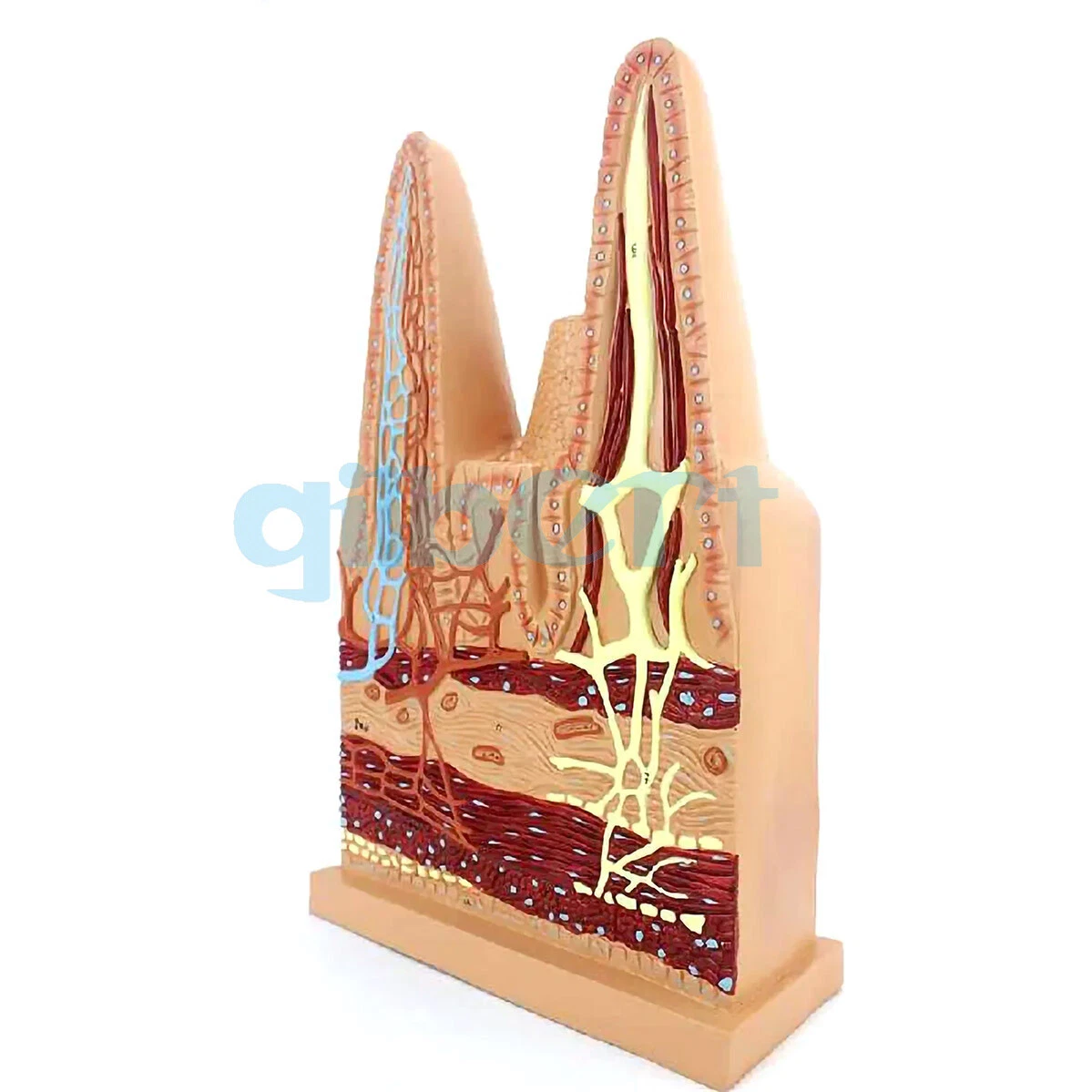 Small Intestine Villi Model