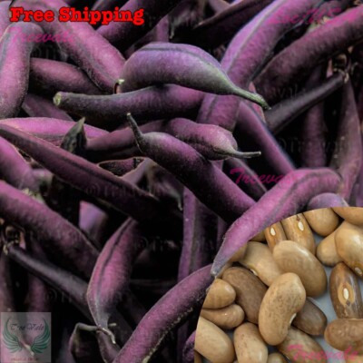 Royal Burgundy Green Bush Bean Seeds - Purple Pod Snap Bean | Vegetable ...