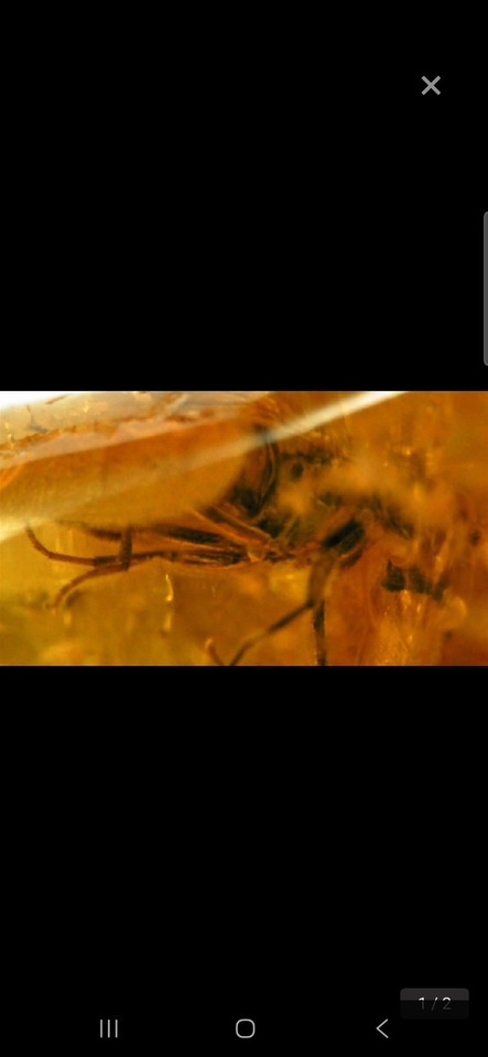 3 Million Year old Amber With Prehistoric Bee IMMACULATE CONDITION | eBay