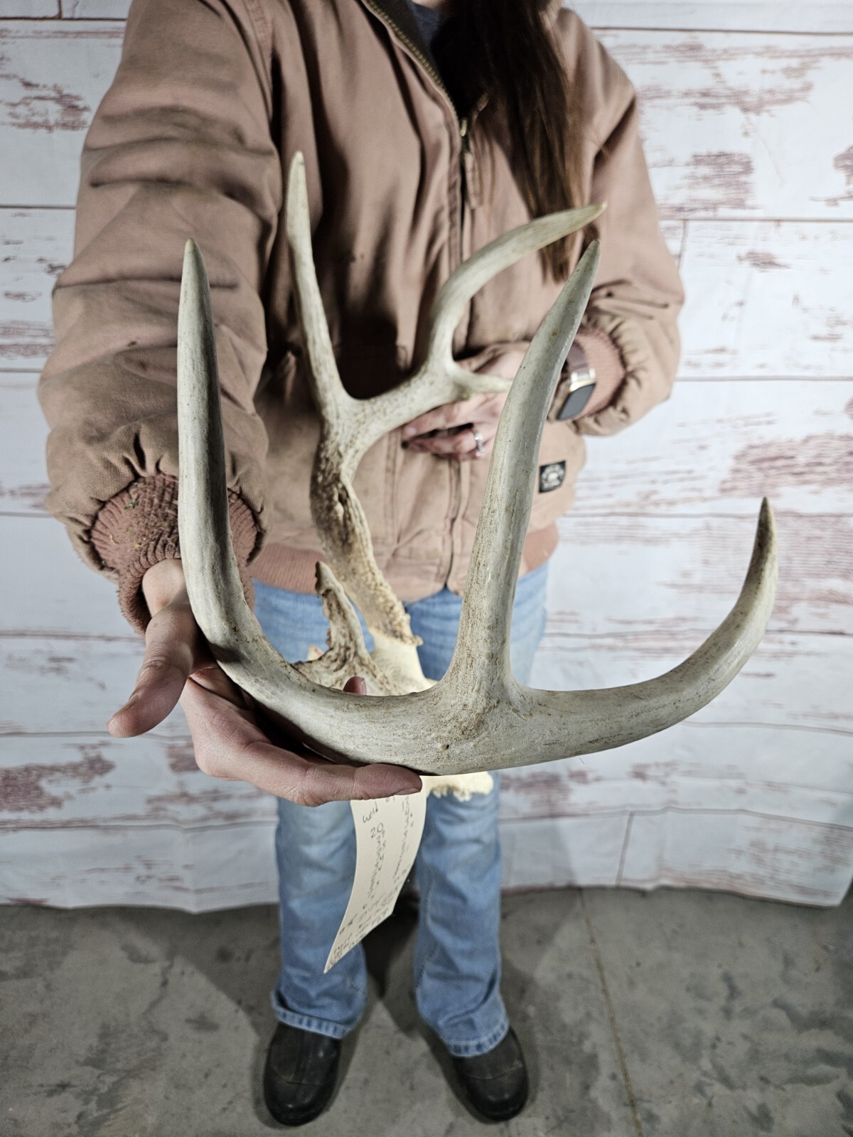 Wild 8 Point Whitetail Deer Antler Rack Horn Skull Plate Man Cave 108 ...