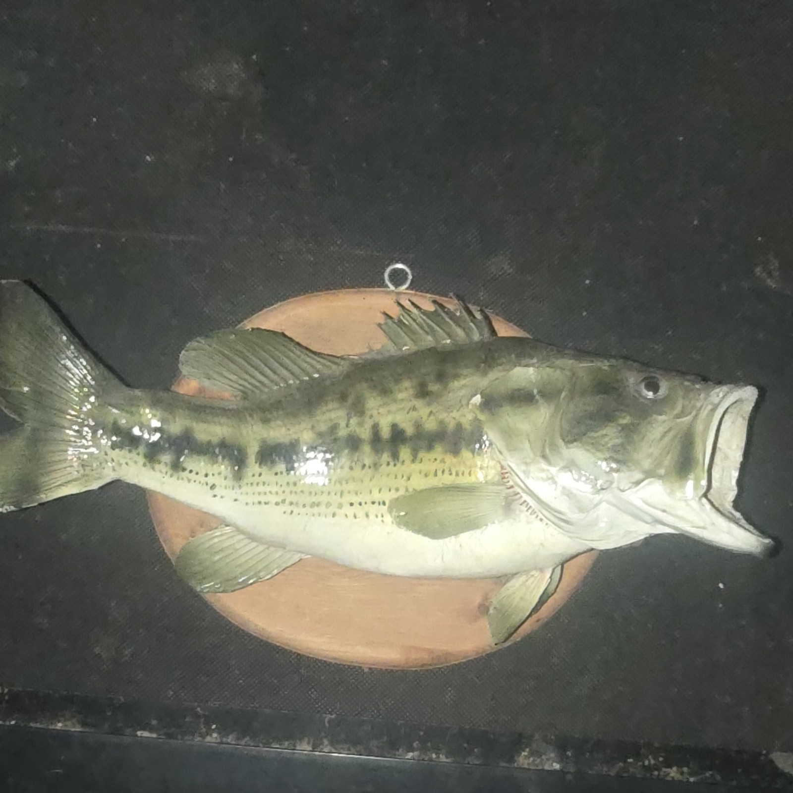 Bass Fish Taxidermy Wall Mount Plaque 14x5 | eBay