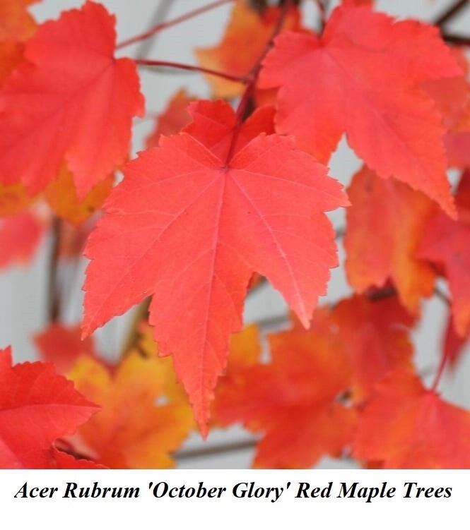 Seed Érable ROUGE Acer Rubrum 'October Glory' The Scarlet Maple Blue ...
