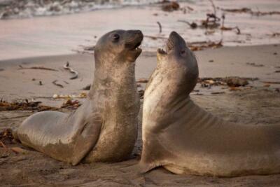 SEALS GLOSSY POSTER PICTURE PHOTO PRINT earless phocids true fur ...