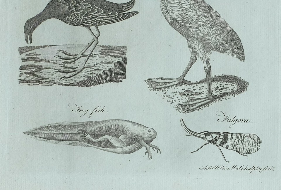 1783 ORIGINAL PRINT FRINGILLA BIRDS FULICA FROG FISH FULGORA MARTINICO ...