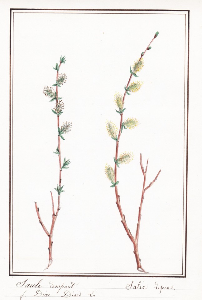 Salix Repens Silber-Weide Tree Botany Watercolour Watercolor Drawing ...