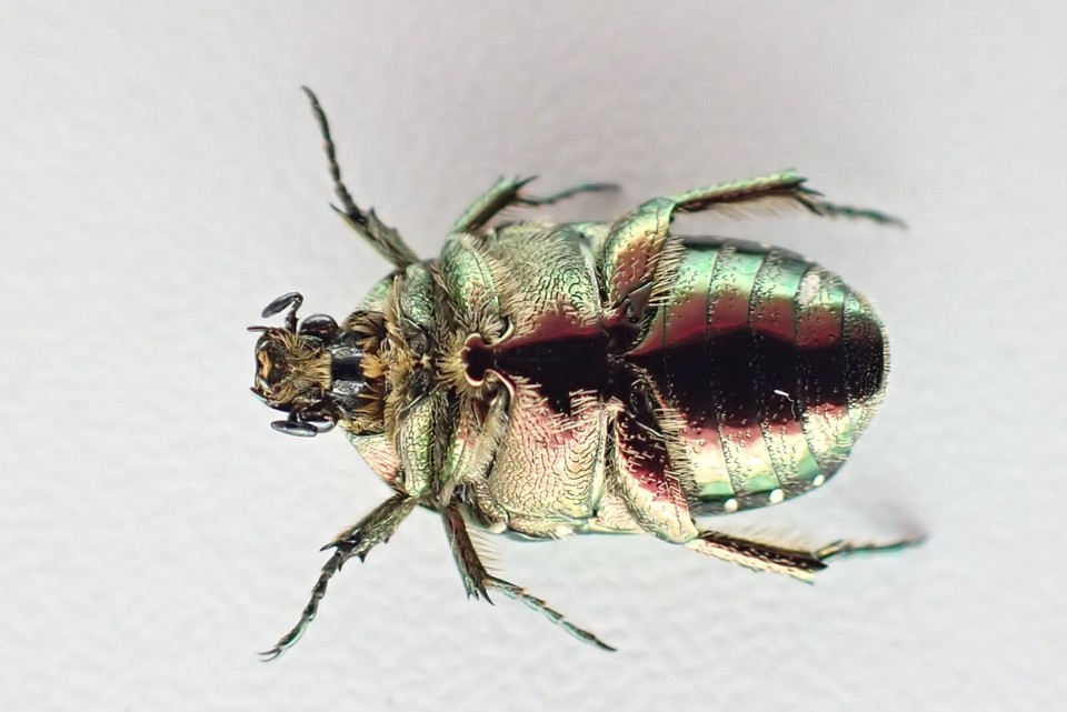 j66959. Insects, Cetoniidae sp. Vietnam North. New area!!! | eBay