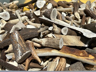 1 LB Antler Scrap – Elk & Deer Tips, Chunks, Pieces for Crafts ...