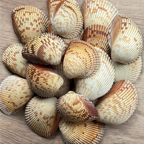 Giant Cockle Seashells Rare Large Brown Beach Decor DIY Crafts Ocean ...