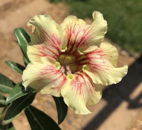 Adenium Obesum ‘Yellow Star’ Desert Rose Mix Seeds - | eBay Australia