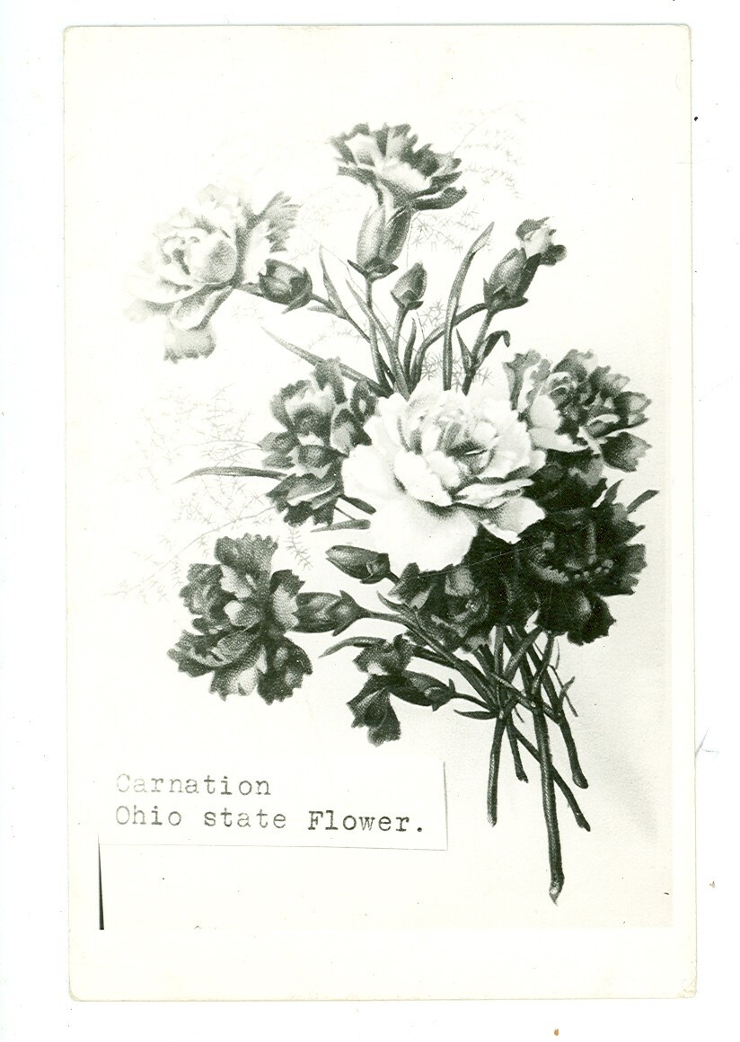 Ohio State Flower Carnation - REAL PHOTO (SmiscOH96 | eBay