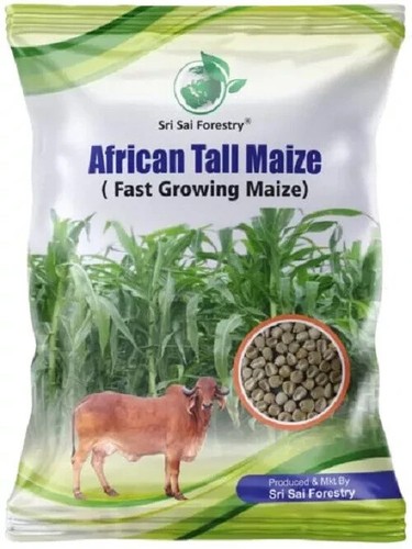 African Tall Maize Fodder Seebs - 1KG | Growth 7 to 10 Feet | For ...
