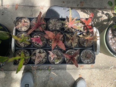 Earth Star Bromeliad Cryptanthus varieties $2 each LOTS OF COLORFUL ...