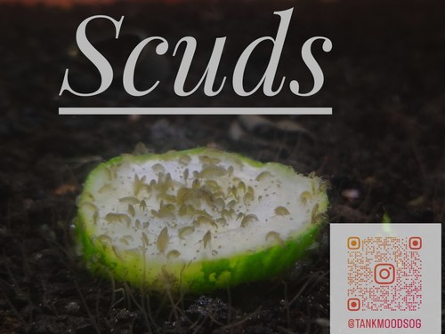 Scud Starter Culture including multiple breeding pair. Clean colony. | eBay