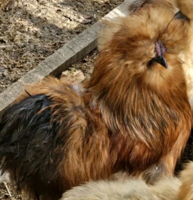 12+ Red Bearded Crested Silkie & Showgirl Hatching Eggs Npip Certified ...