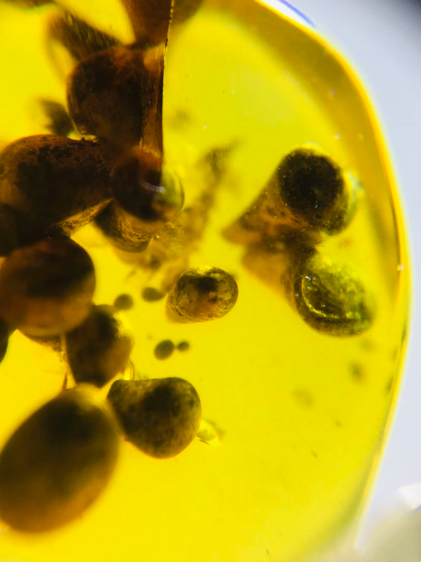 Burmese burmite Cretaceous spore insect fossil amber Myanmar | eBay