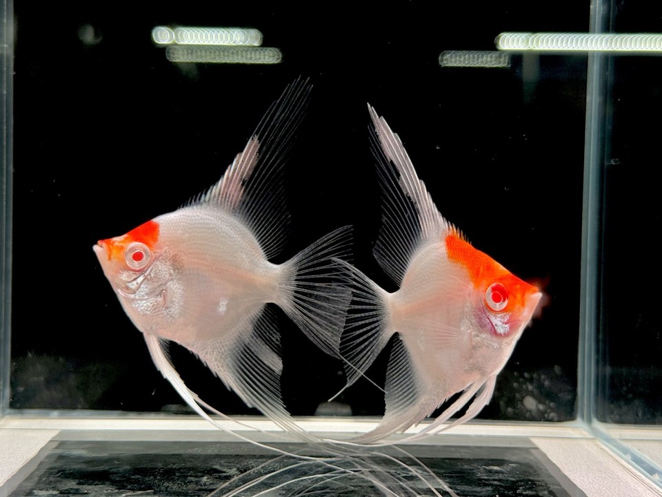 Pack Of 3 - LIVE Aquarium longfin Leopard Angelfish - 1.5 to 2 inch ...