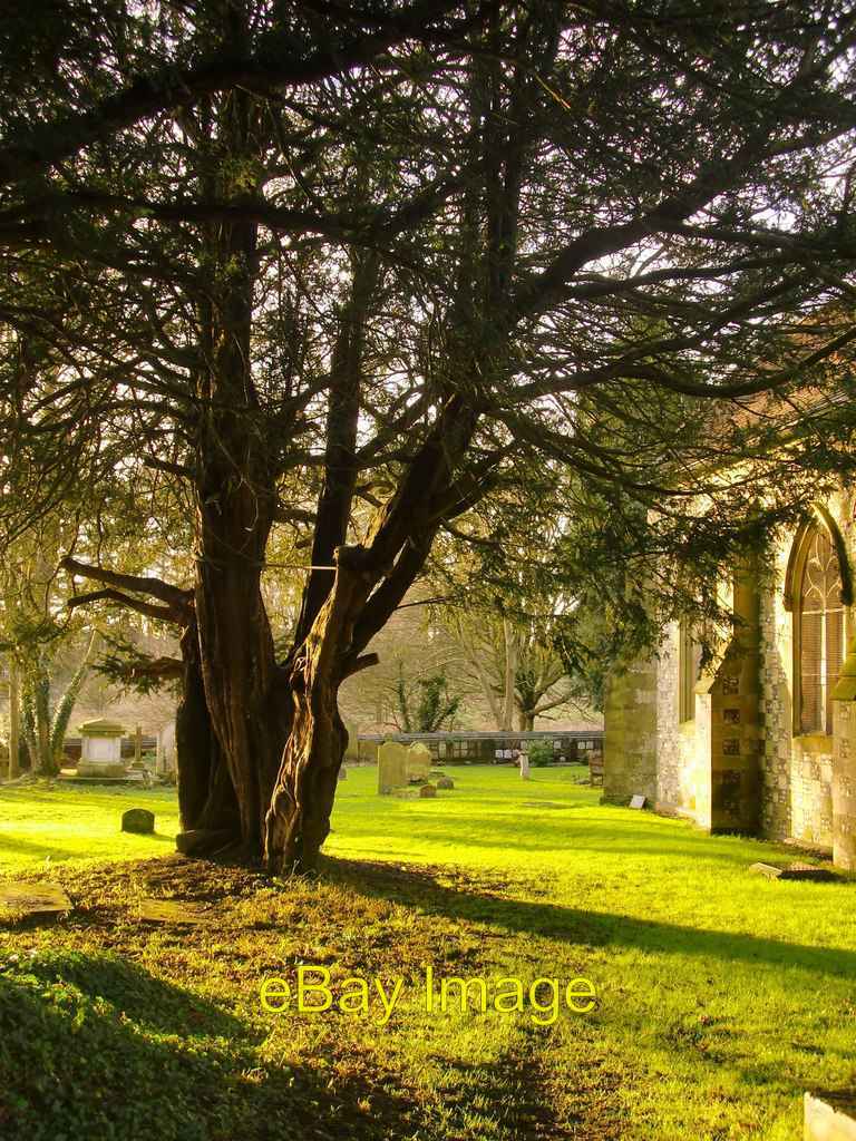 Photo 6x4 Veteran yew tree Harefield churchyard As with many old yews ...