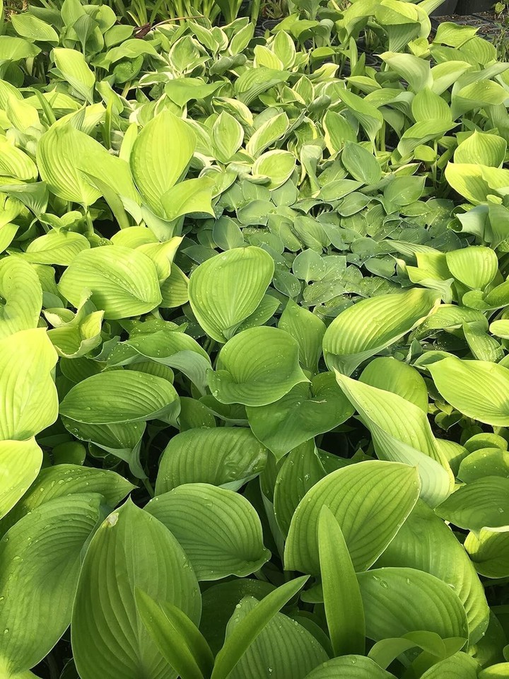 Hosta Mixed 6 Perennial Bare Roots Live Plants Aquarium | eBay