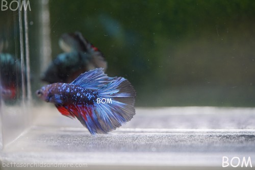 LIVE BETTA MALE HALFMOON BLUE AVATAR: Unique Fish | BOM-A236 | eBay