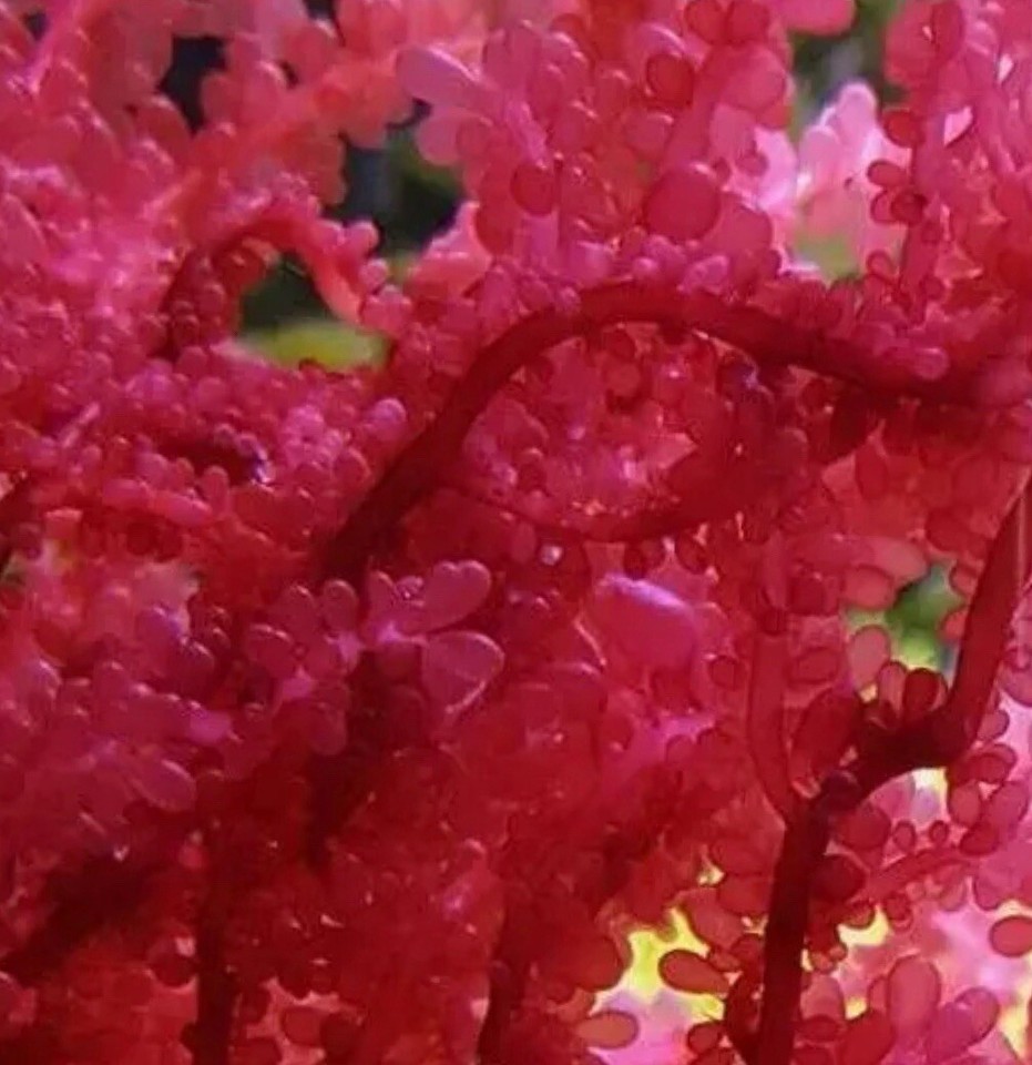 Botryocladia Red Bubble Algae Live Marine Macro Algae 4-5” Frag Reef ...