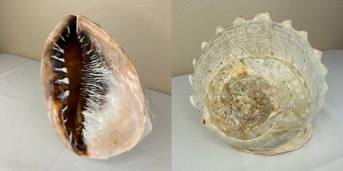 Queen Helmet Seashell Cassis Madagascariensis 11 x 9.5 x 7.5 3# 12oz ...