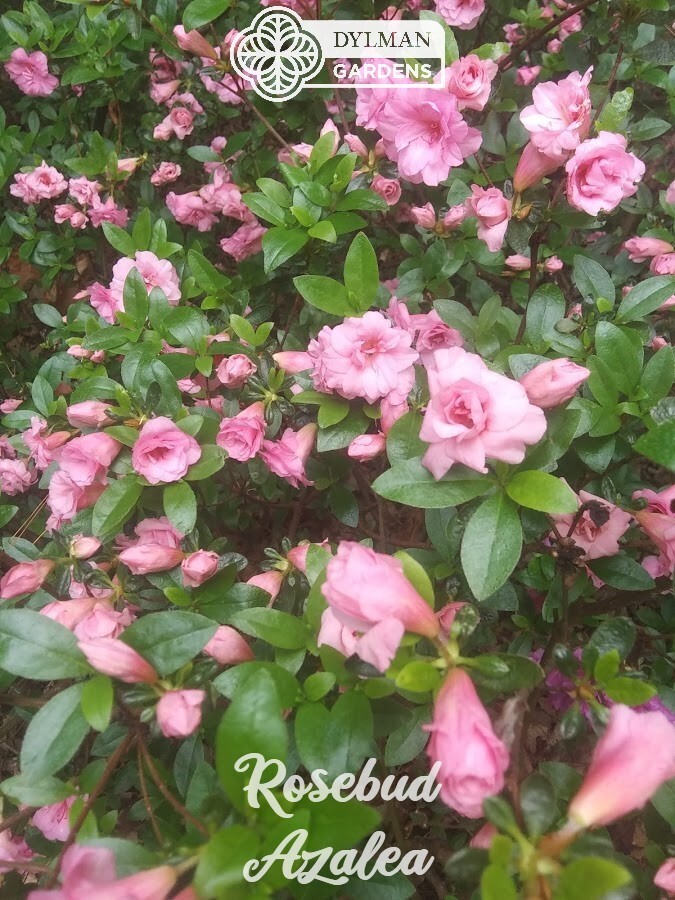 Rosebud Azalea - Rhododendron 'Rosebud' - 8 to 10 inches - Double Pink ...