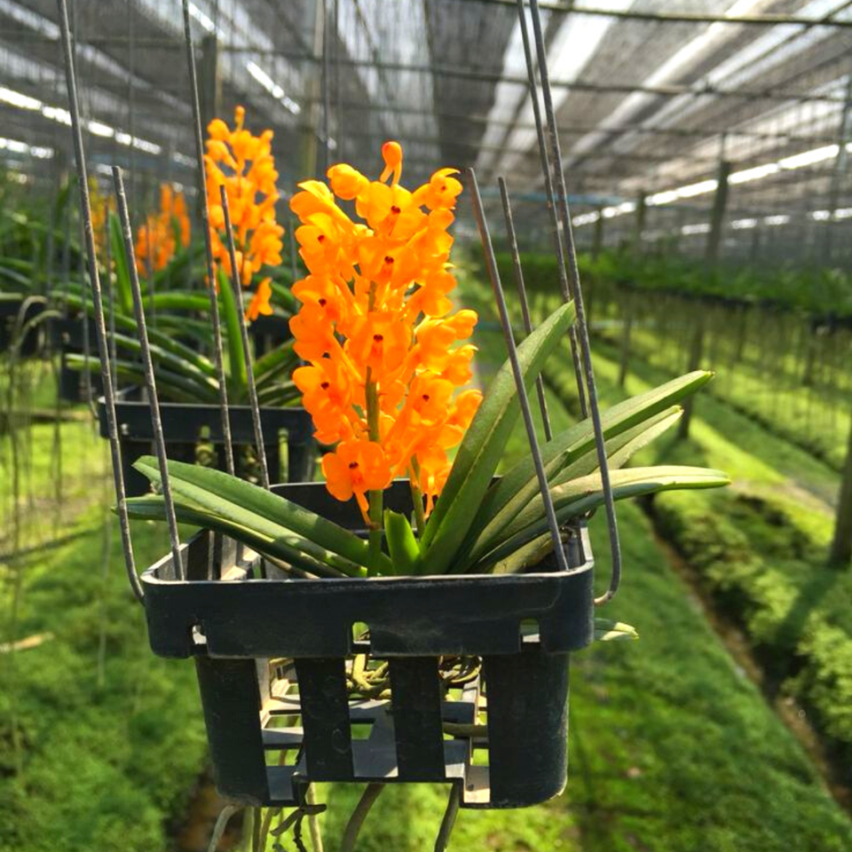 Vanda Pots Orchid Garden Black Plastic Hanging Compatible Mesh Net ...