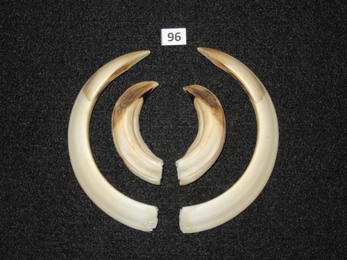 Wild boar tusks (no. 96), trophy, taxidermy, tooth, teeth | eBay